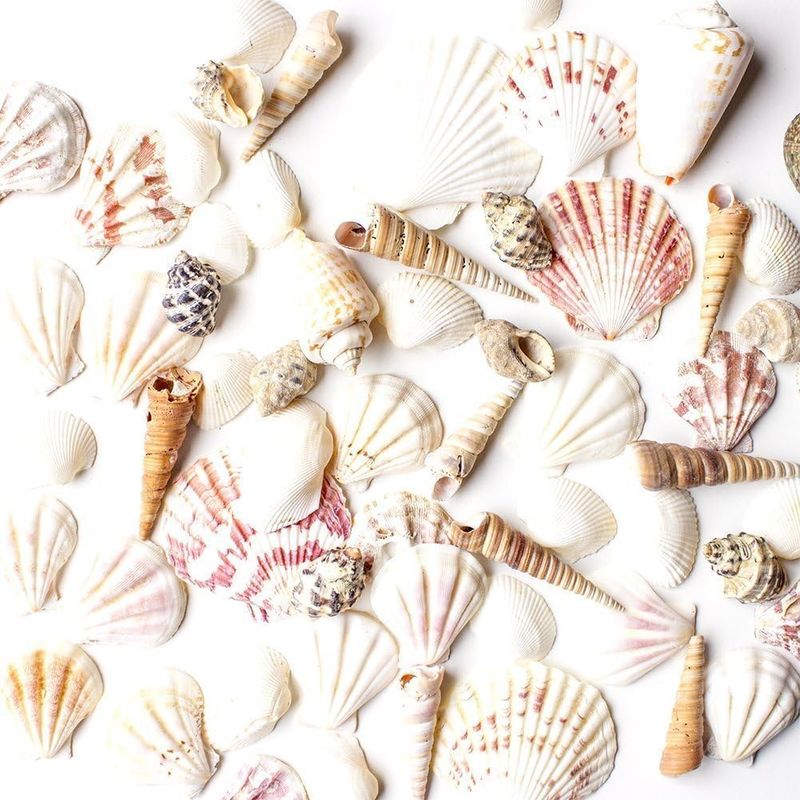 Super Z Outlet Sea Shells Mixed Beach Seashells - Various Sizes up to 2 ...