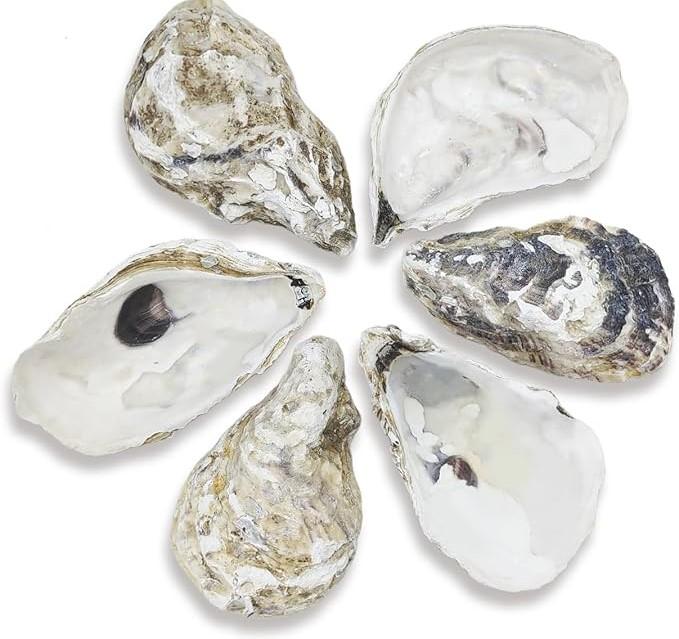 YOUKE OLA Oyster Shells Bulk XLarge Oyster Shells for Home Decor Vase ...